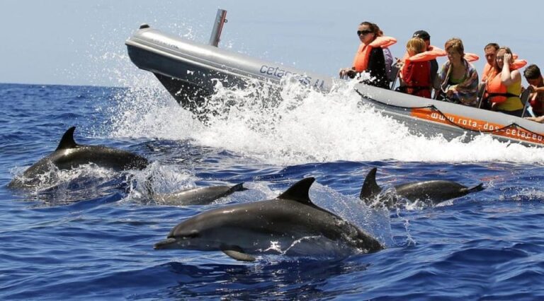 Top spots for whale and dolphin watching in Europe