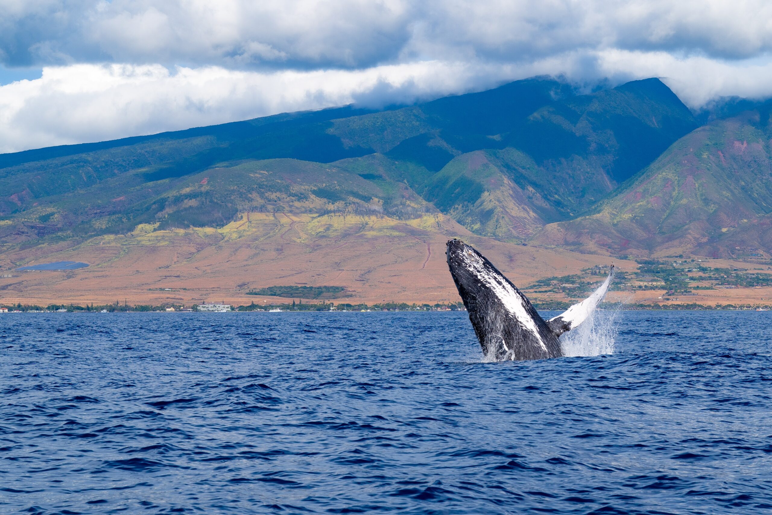 Watersports & Boat Tours in Lahaina