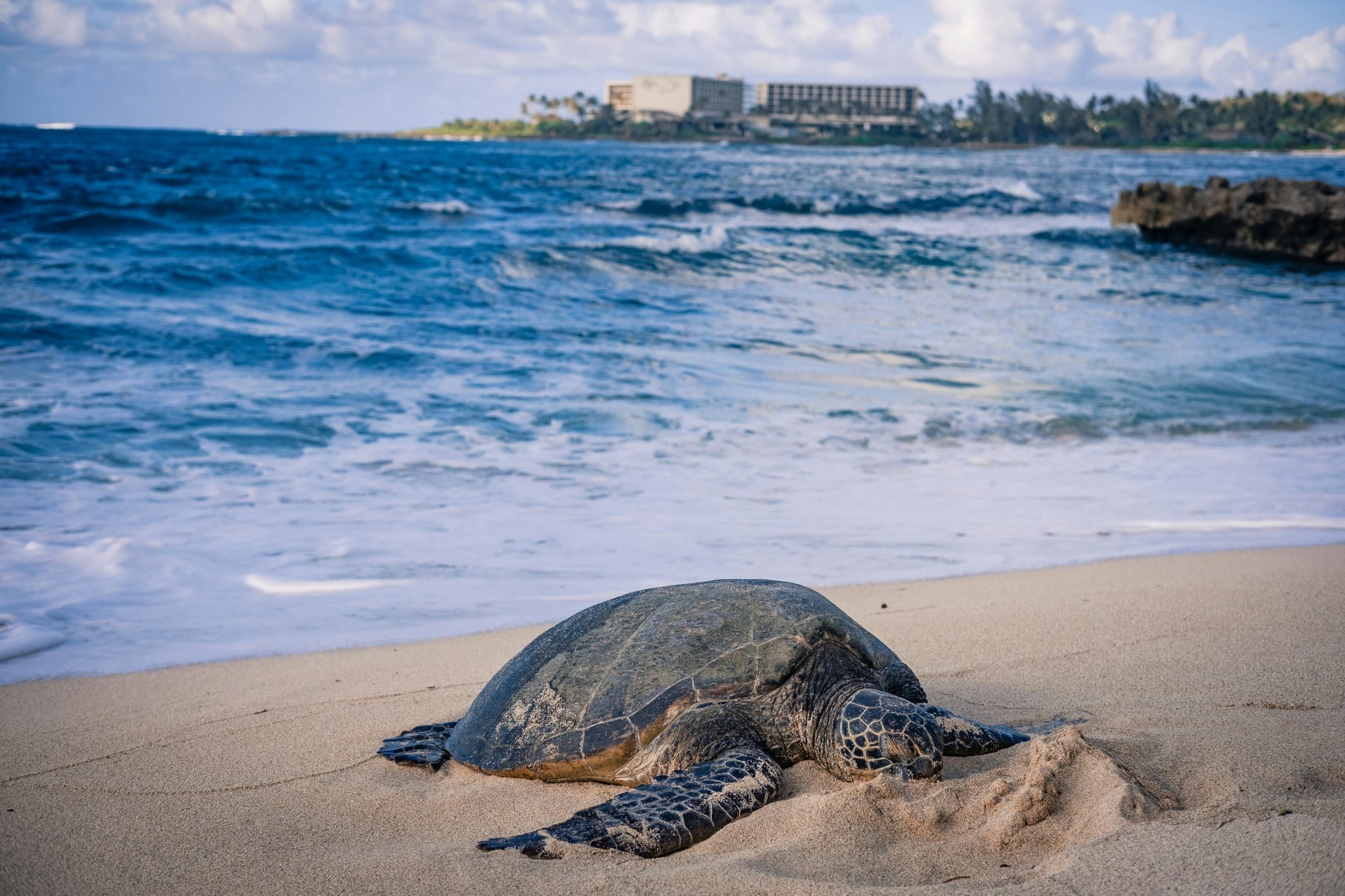 Sustainable Sea Tourism: Embracing Ocean Conservation