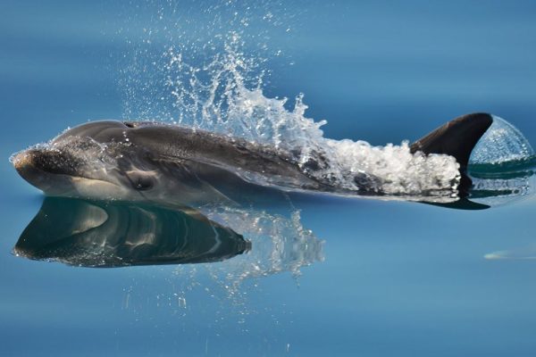 Setúbal dolphin watching