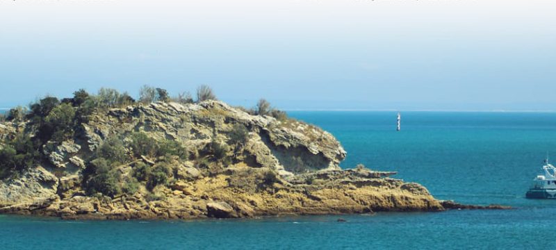 Setúbal dolphin watching